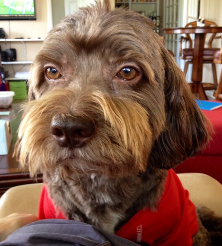 SGC Grading Your Sports Cards: 11 Simple Steps!